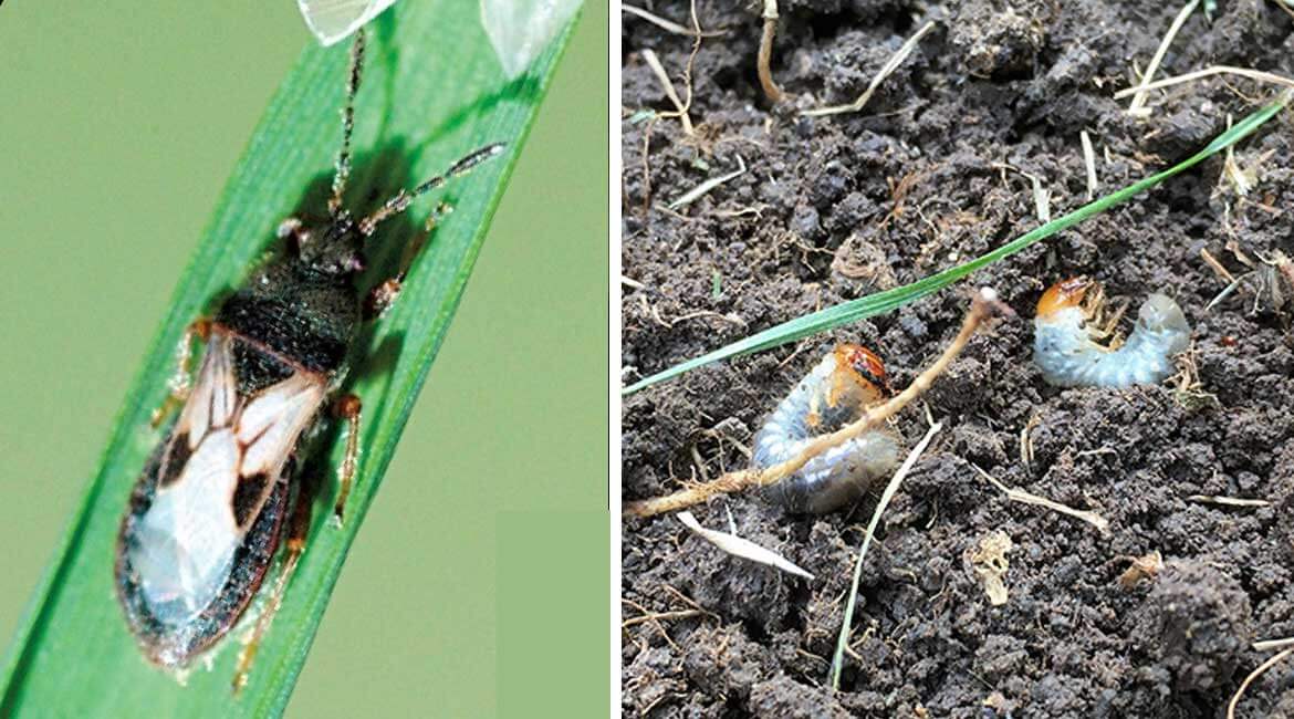 Punaise velues et ver blanc-2 ravageurs puissants