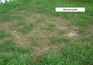 Saving a lawn covered with yellow grass patches