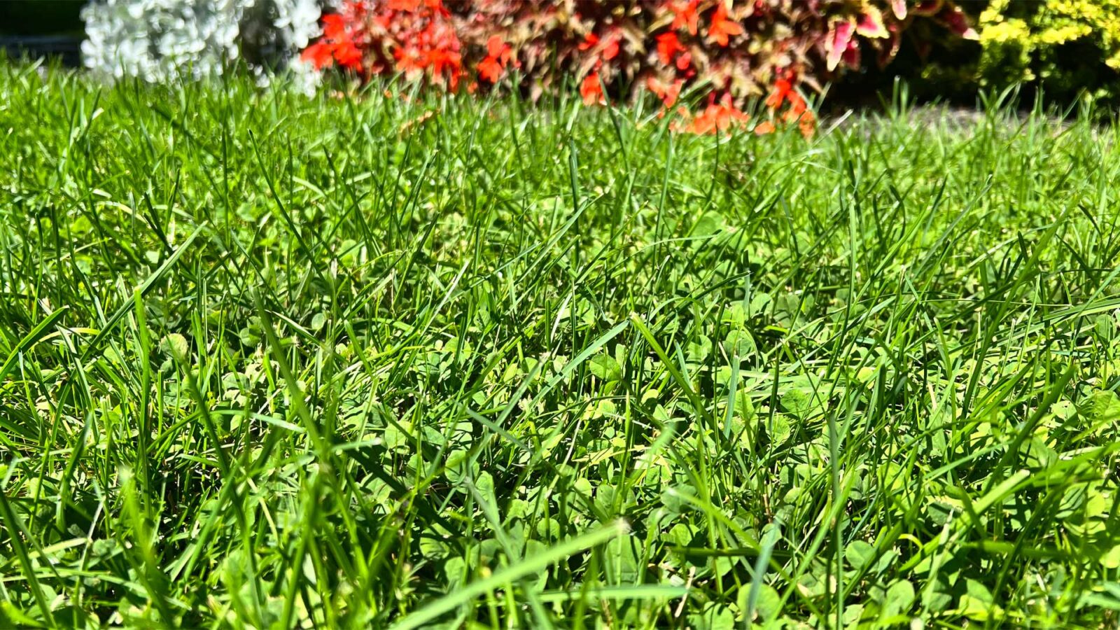 Lawn and other ground cover plants: what to choose?