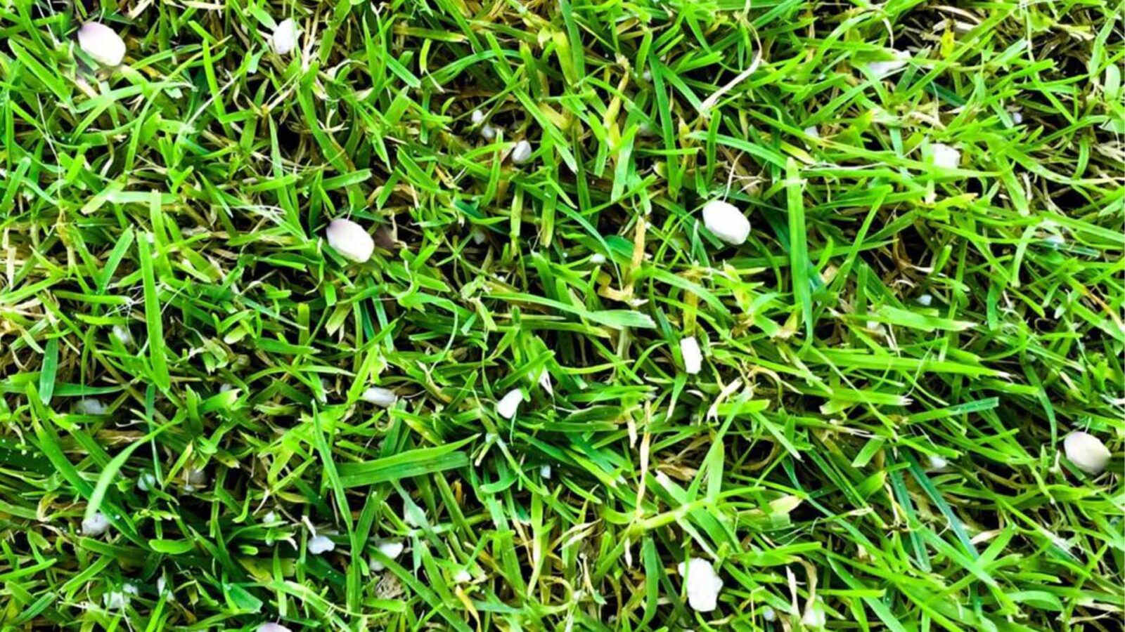 Programme de fertilisation Pro-Terre | Le réseau d’Experts Nutrite