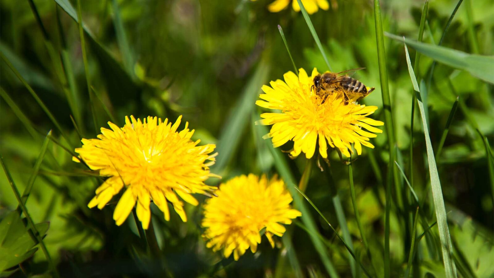 What are the best ways to protect pollinators?