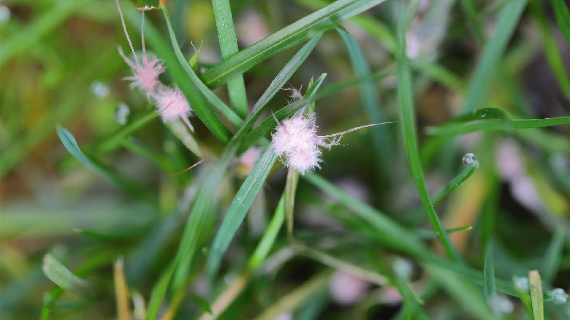Red thread in lawns: causes, symptoms and solutions | Nutrite